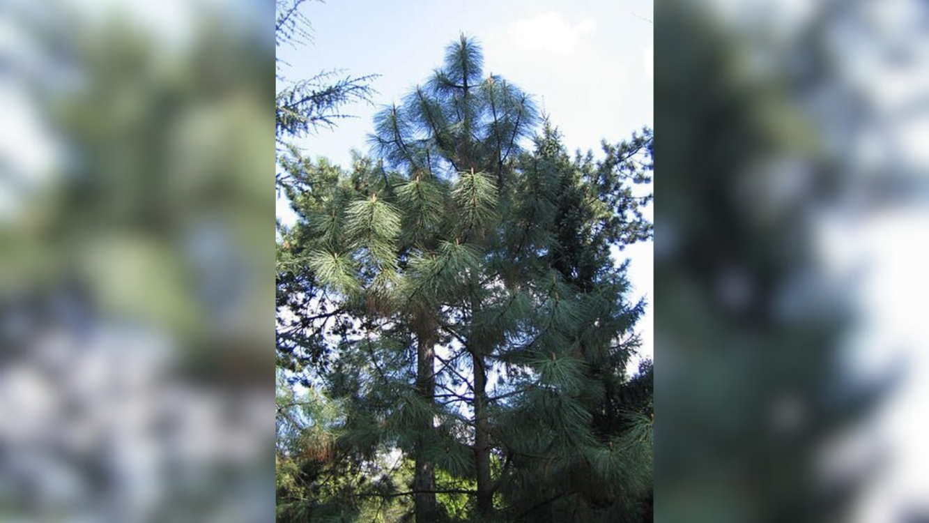 Organizations planting 11,000 new pine trees off I-90 in Spokane Valley ...