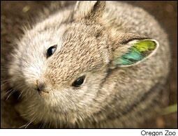 What To Do With The Columbia Basin Pygmy Rabbit | Regional News | kxly.com