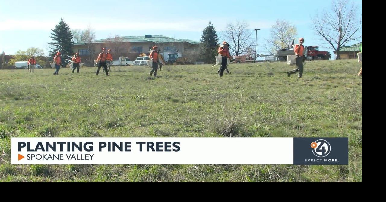 Pine trees planted off I-90 in Spokane Valley to increase city canopy ...