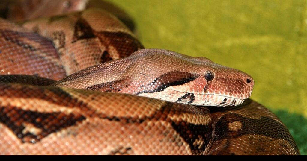 Man awakens to 6-foot snake falling through ceiling | National & World ...