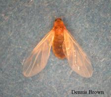 Ash Aphids are back, and this year they could stay a while | Eastern ...