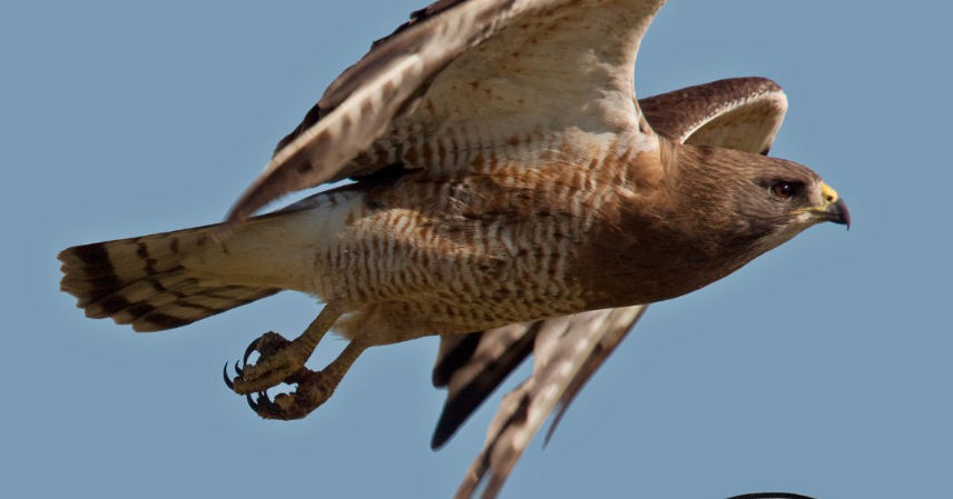 Aggressive hawks injure one person in Pullman, birds swooping low ...