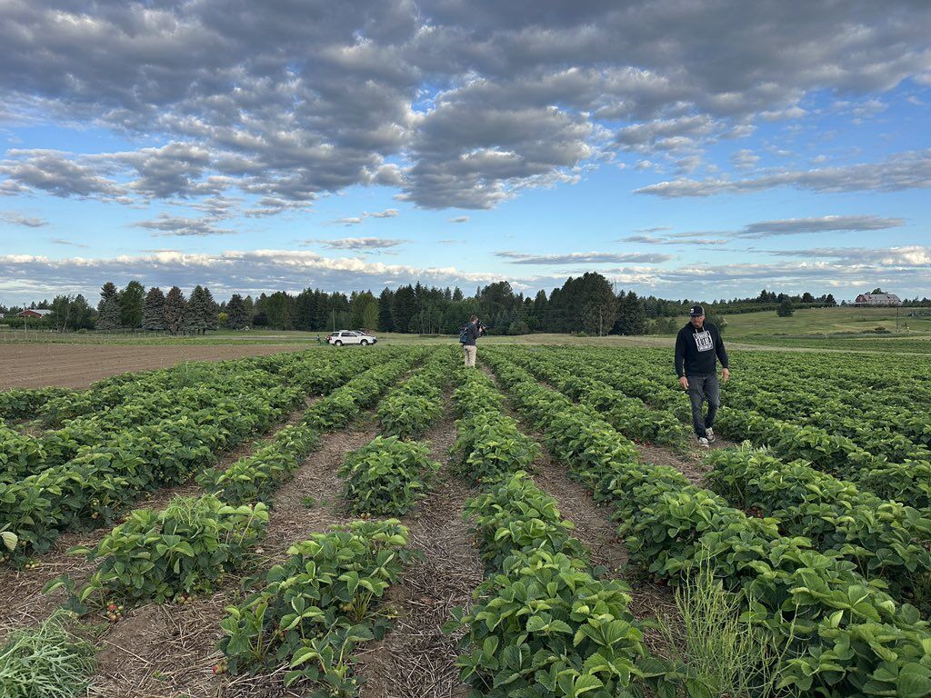Green Bluff strawberry farms open early for u-pick season | 92.9 ZZU ...
