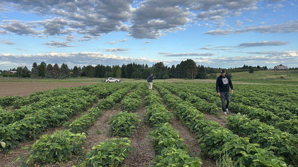 Green Bluff strawberry farms open early for u-pick season | Lifestyle ...