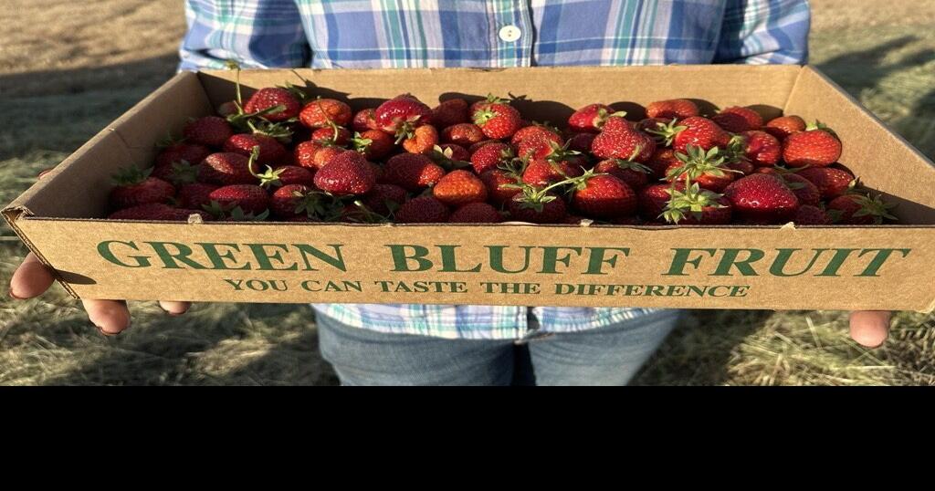 Fresh strawberries ready for picking at Green Bluff farms | News | kxly.com
