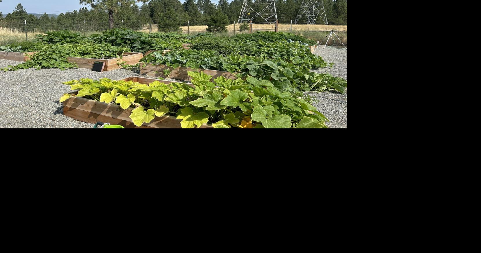 Spokane's New Roots garden brings a taste of home for Spokane refugees ...