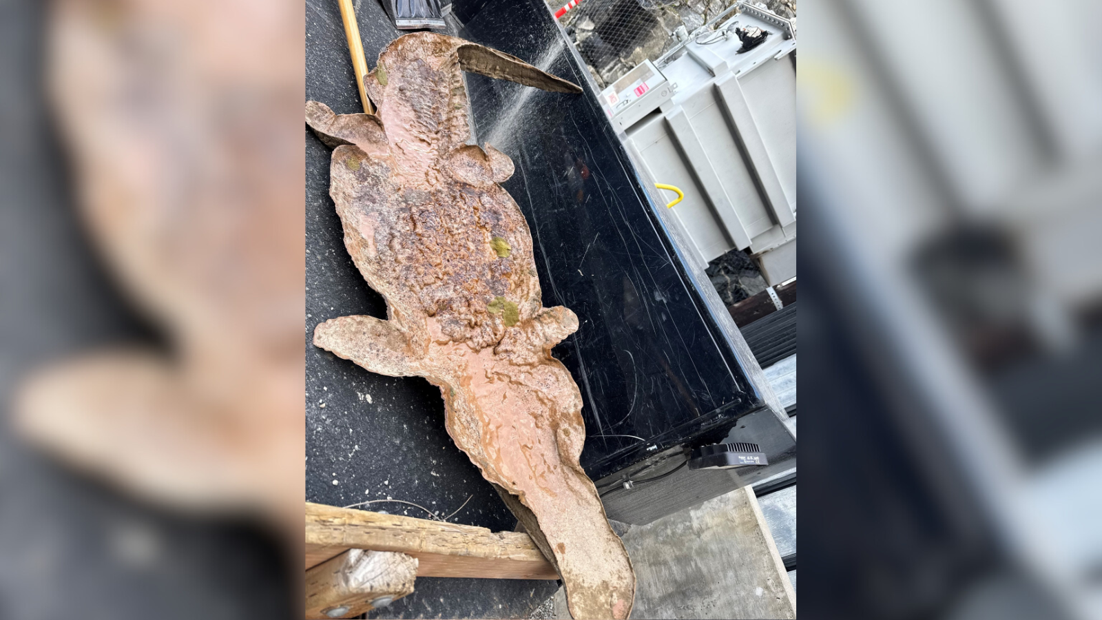 Mystery solved! Post Falls police, Avista uncover viral alligator ...