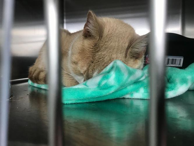 Spokanimal in need of donations, foster families | Coronavirus | kxly.com