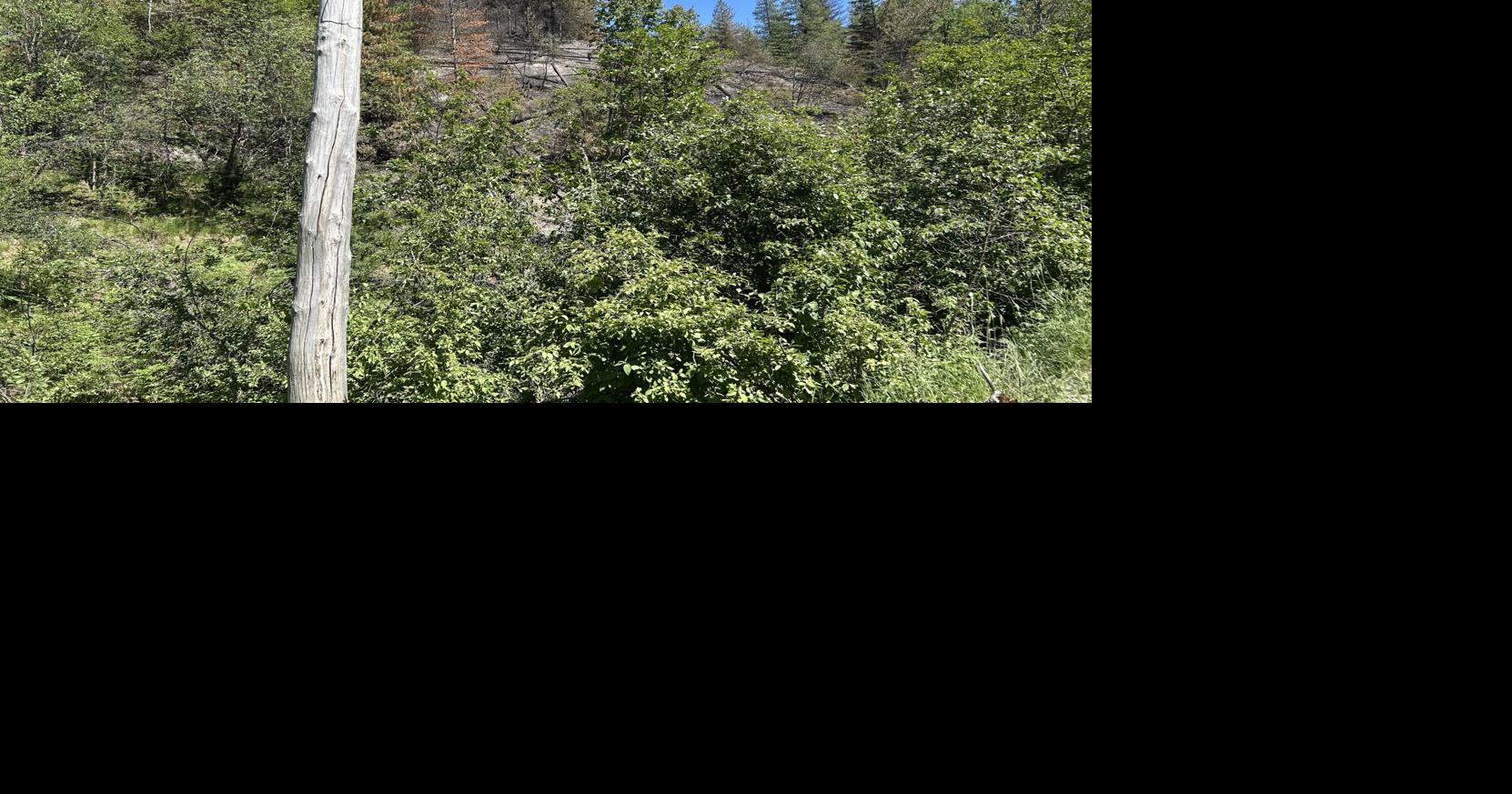 Gold Run Fire: How crews are working to protect Shoshone County homes ...
