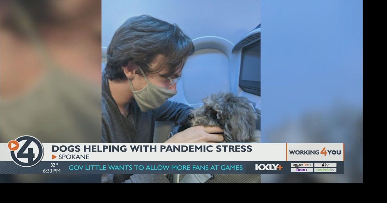 More people turning to dogs for help with pandemic related stress ...