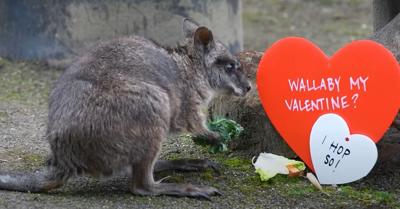 Animals at Point Defiance Zoo celebrate Valentine's Day | Lifestyle ...