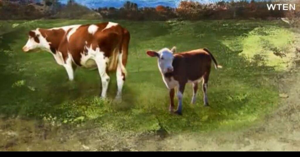 Blind cow’s best bovine friend helps him around pasture | National ...