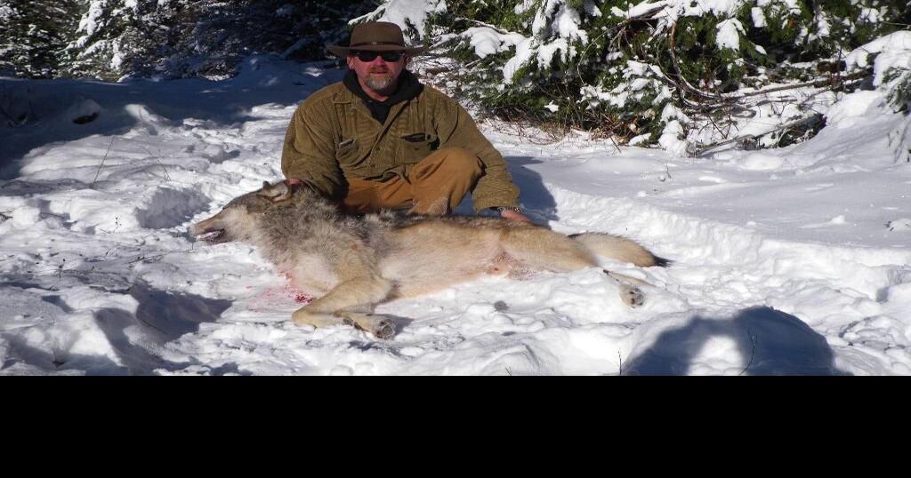 Idaho tickets Rathdrum man after defensive wolf kill | North-idaho ...