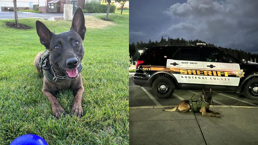 K9 helps arrest suspected drug dealers in Post Falls | News | kxly.com