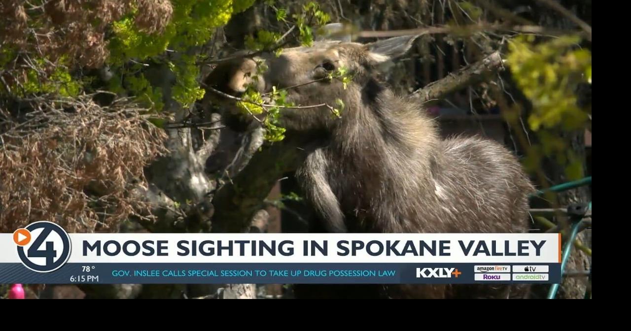 Springtime moose sighting in Spokane Valley | News | kxly.com