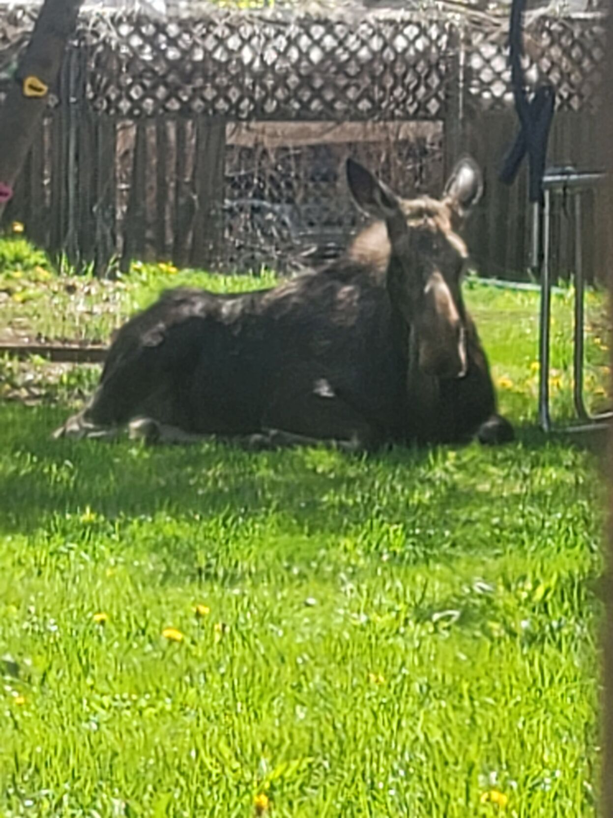 Springtime moose sighting in Spokane Valley | News | kxly.com