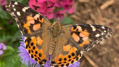 California’s super bloom attracts swarms of migrating butterflies ...