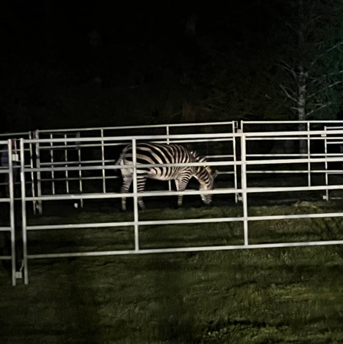 Zebra captured after week-long escape in Washington foothills | News ...