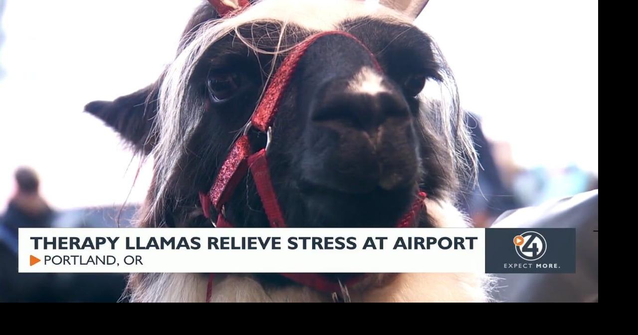 Therapy llamas relieve stress at PDX | Video | kxly.com