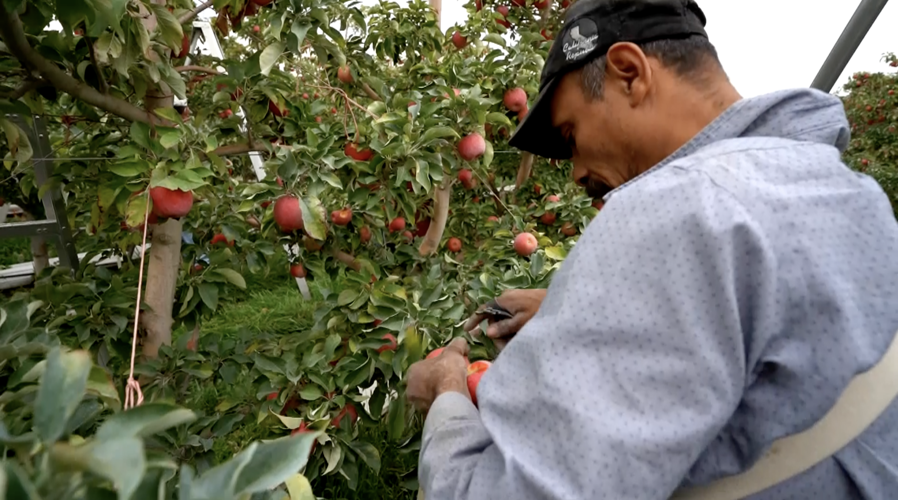 Washington apple crop down 11.1 percent from last year | Food and Drink ...