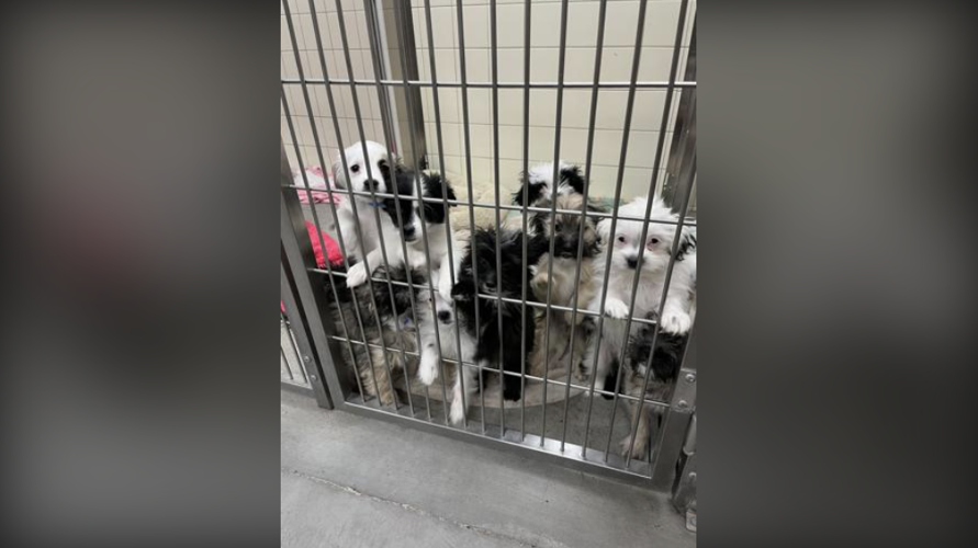 37 dogs surrendered to SCRAPS and Spokanimal now up for adoption | News ...