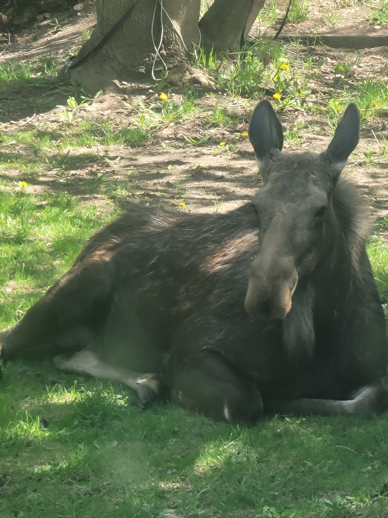 Springtime moose sighting in Spokane Valley | News | kxly.com