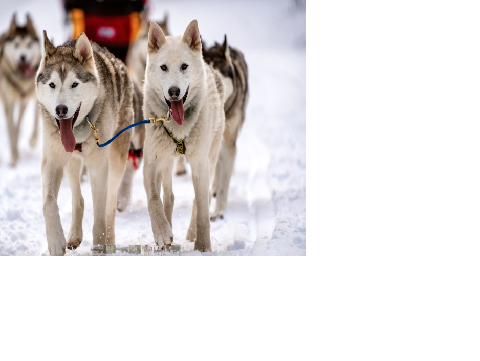 The results are in: Idaho Sled Dog Challenge's Warm Lake Stage Race ...