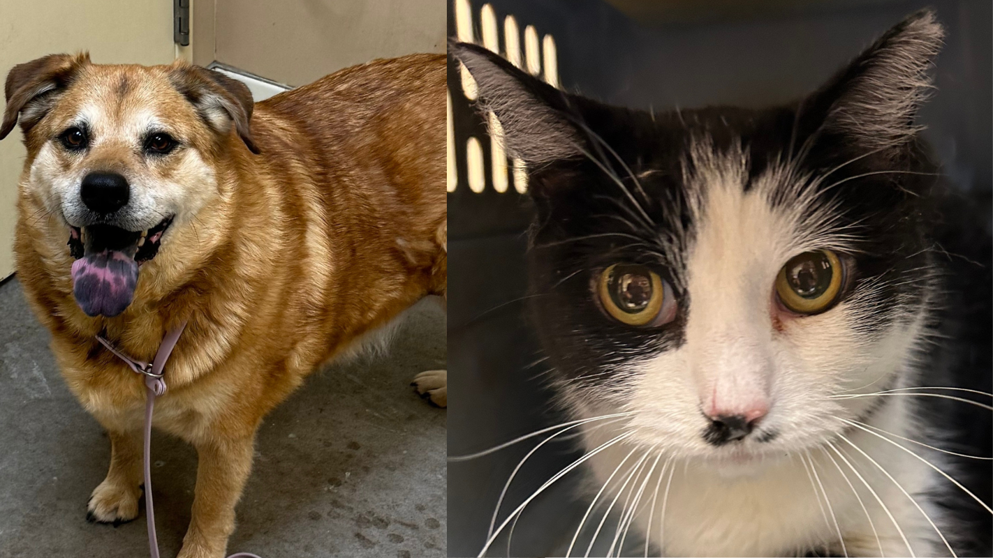 SCRAPS waiving adoption fees for dogs and cats | News | kxly.com