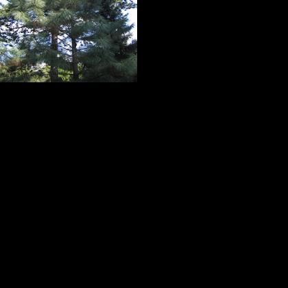 Ponderosa Pine expected to be named official city tree | Spokane | kxly.com