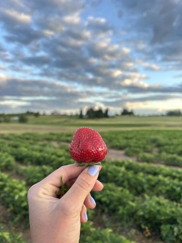 Green Bluff strawberry farms open early for u-pick season | Lifestyle ...