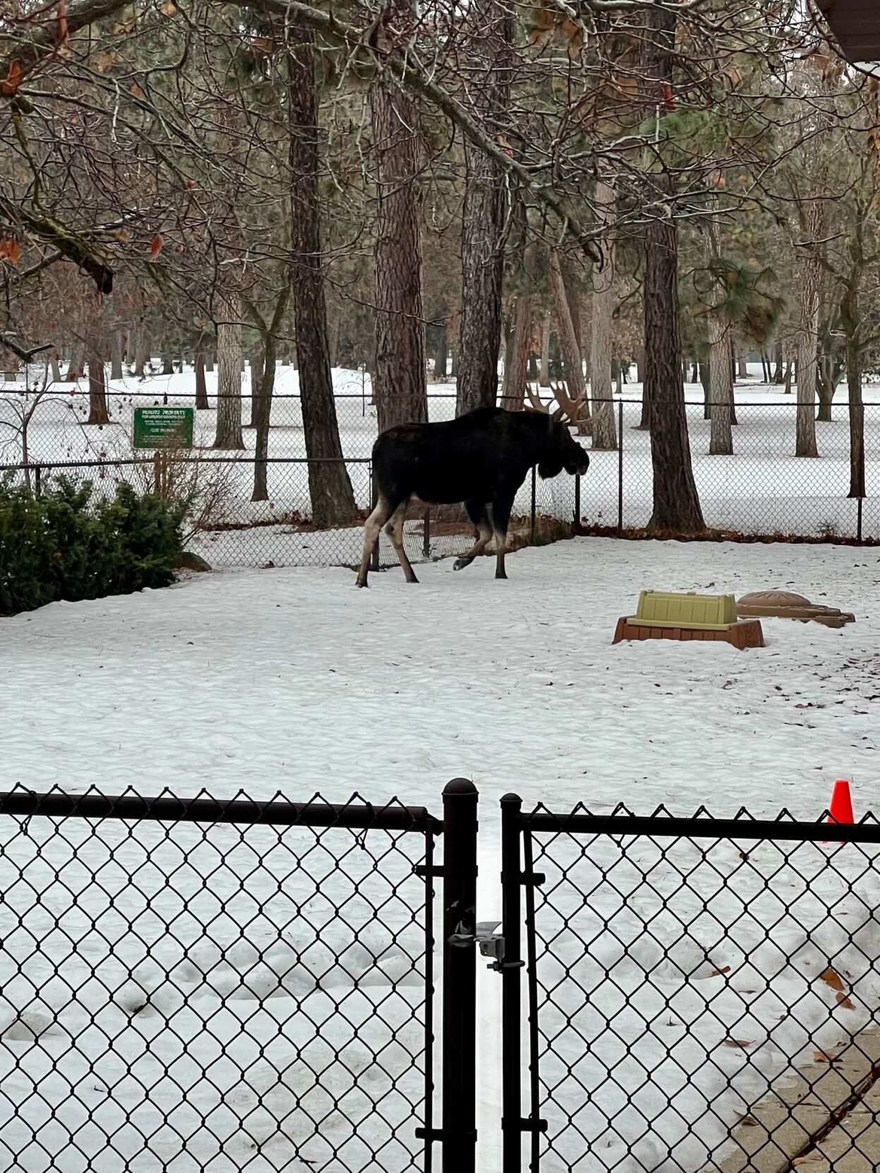 Moose wanders at Beautiful Savior Lutheran Church on South Hill | Local ...