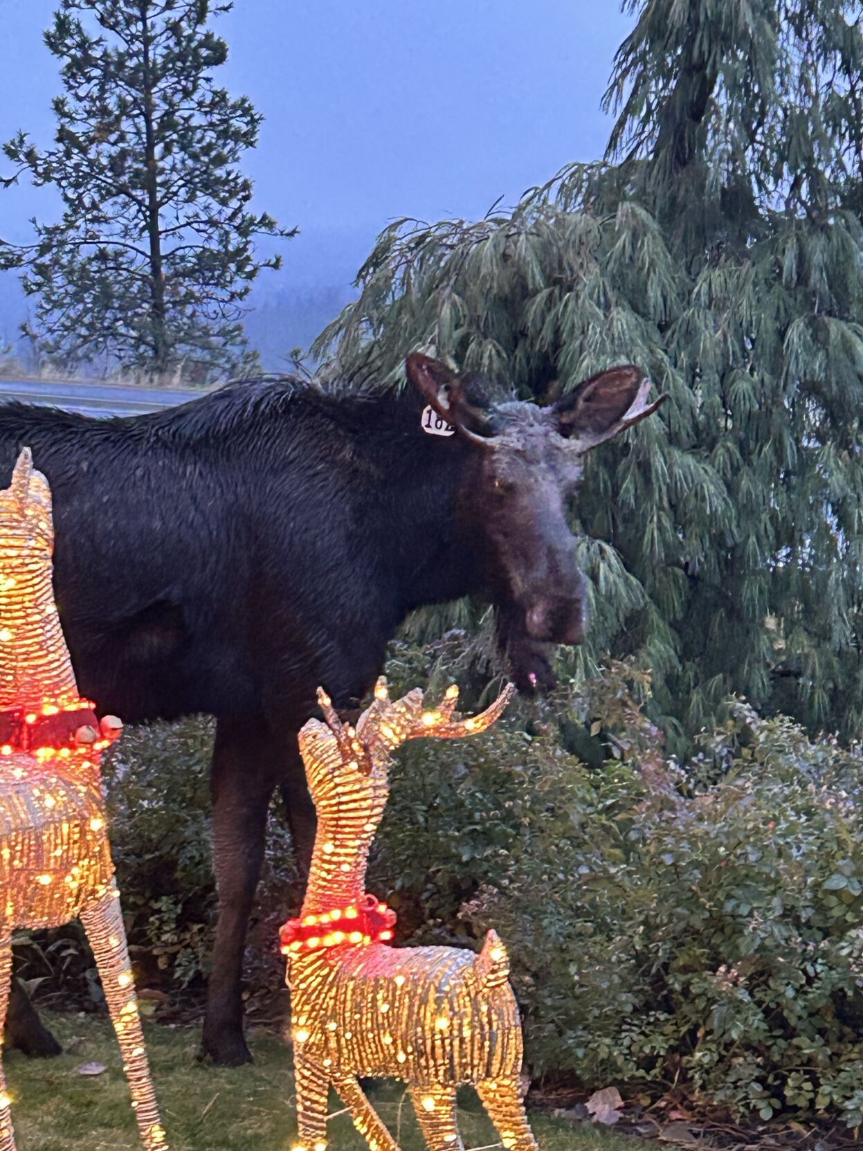 South Hill residents welcome return of beloved moose | News | kxly.com