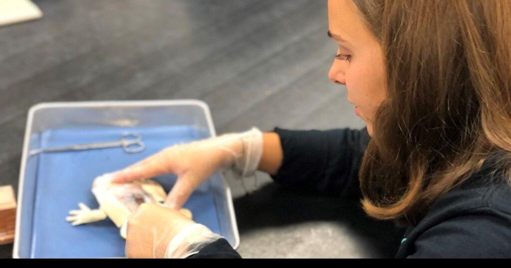 Florida high school first to provide synthetic frogs for dissection ...