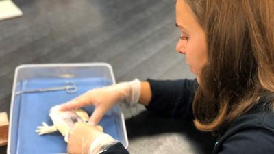 Florida high school first to provide synthetic frogs for dissection ...