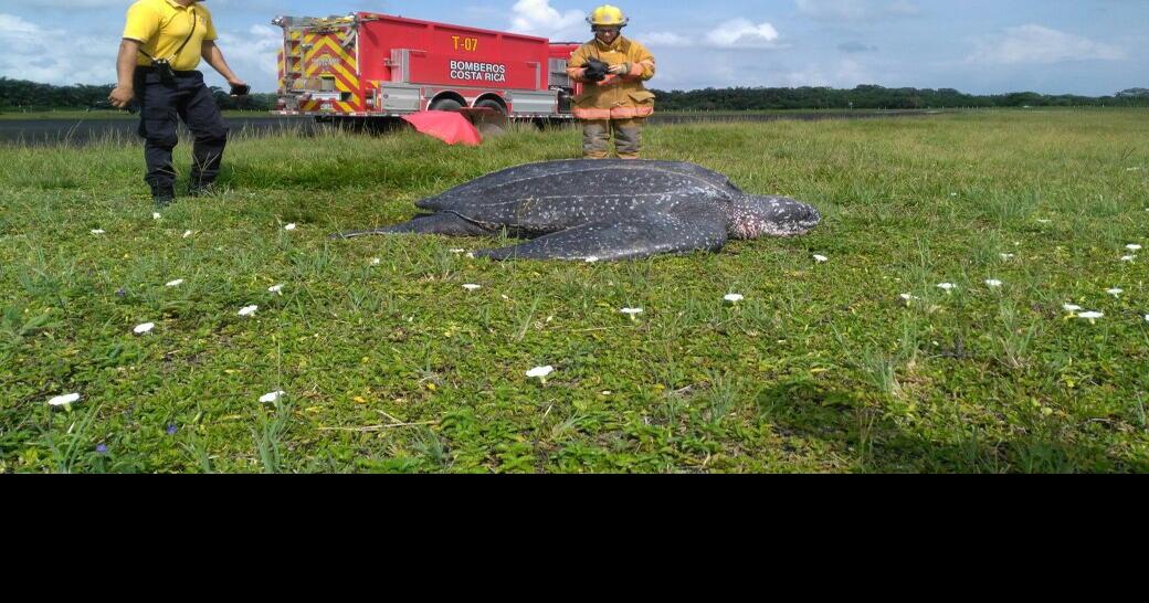 Leatherback turtle rescued from Costa Rica runway | News | kxly.com