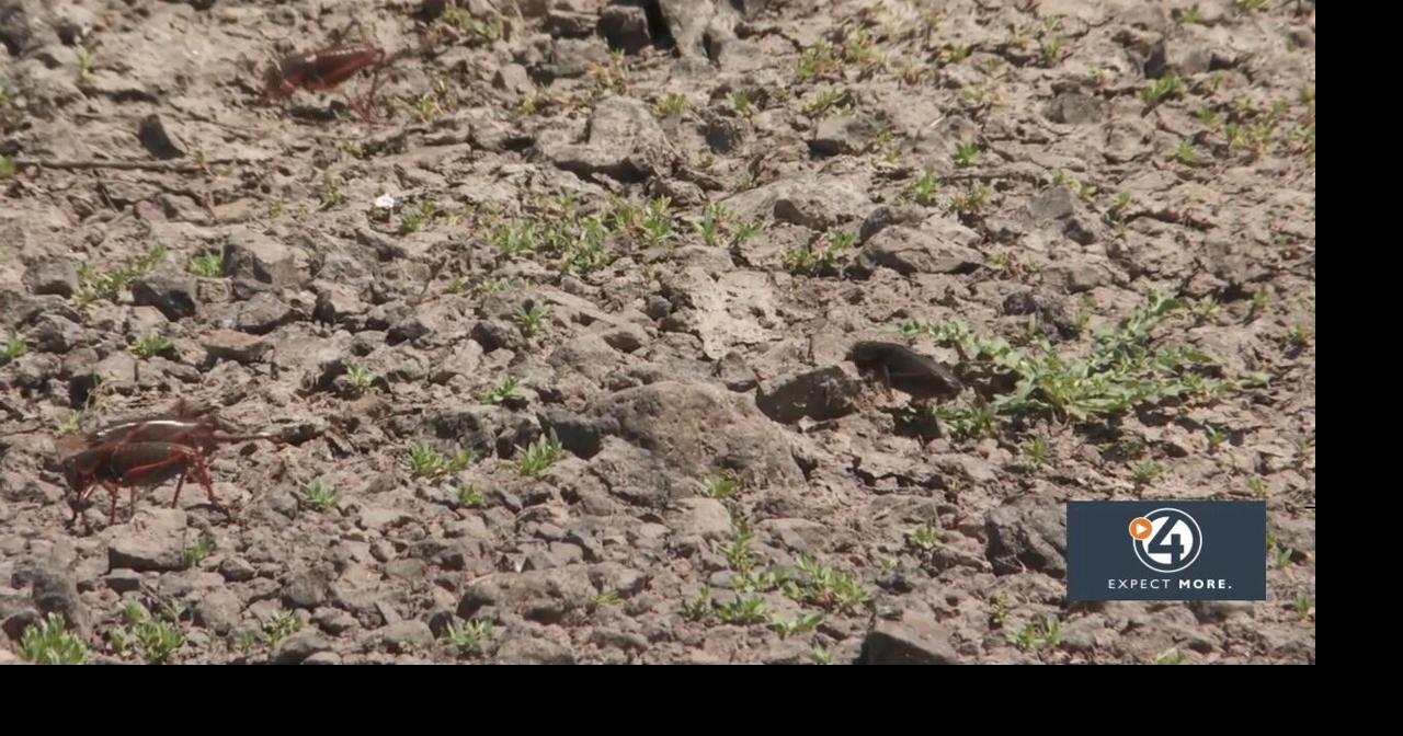Cave crickets in Idaho | Video | kxly.com
