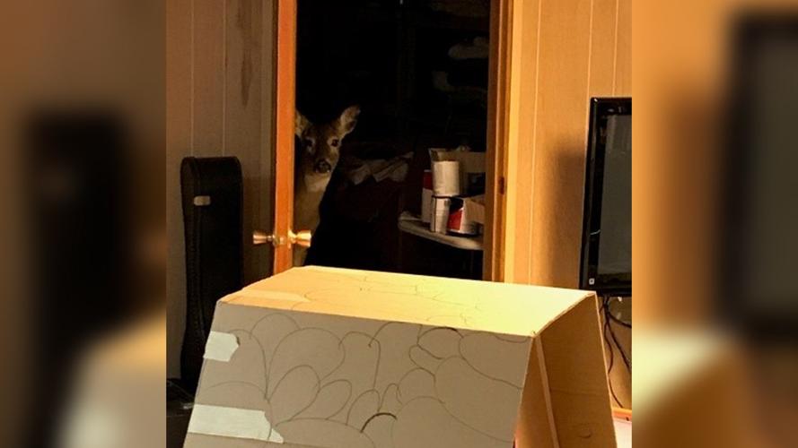 Deer breaks through window of South Hill home | Local News | kxly.com
