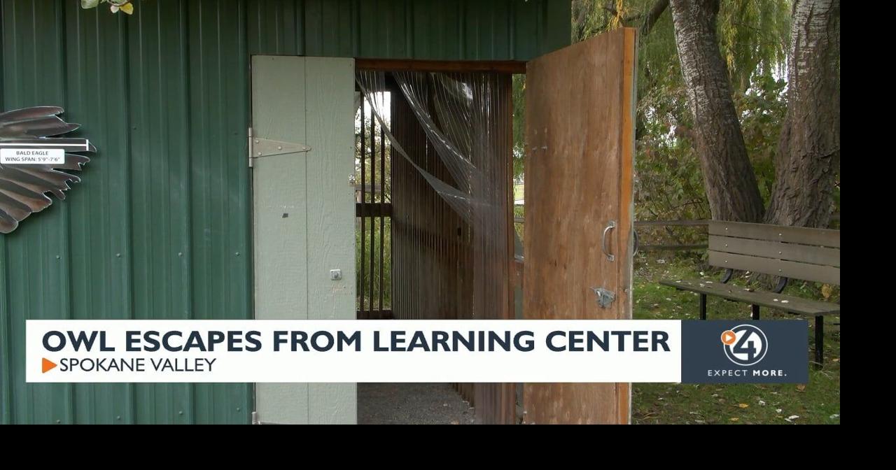 Owl escapes from learning center | Video | kxly.com