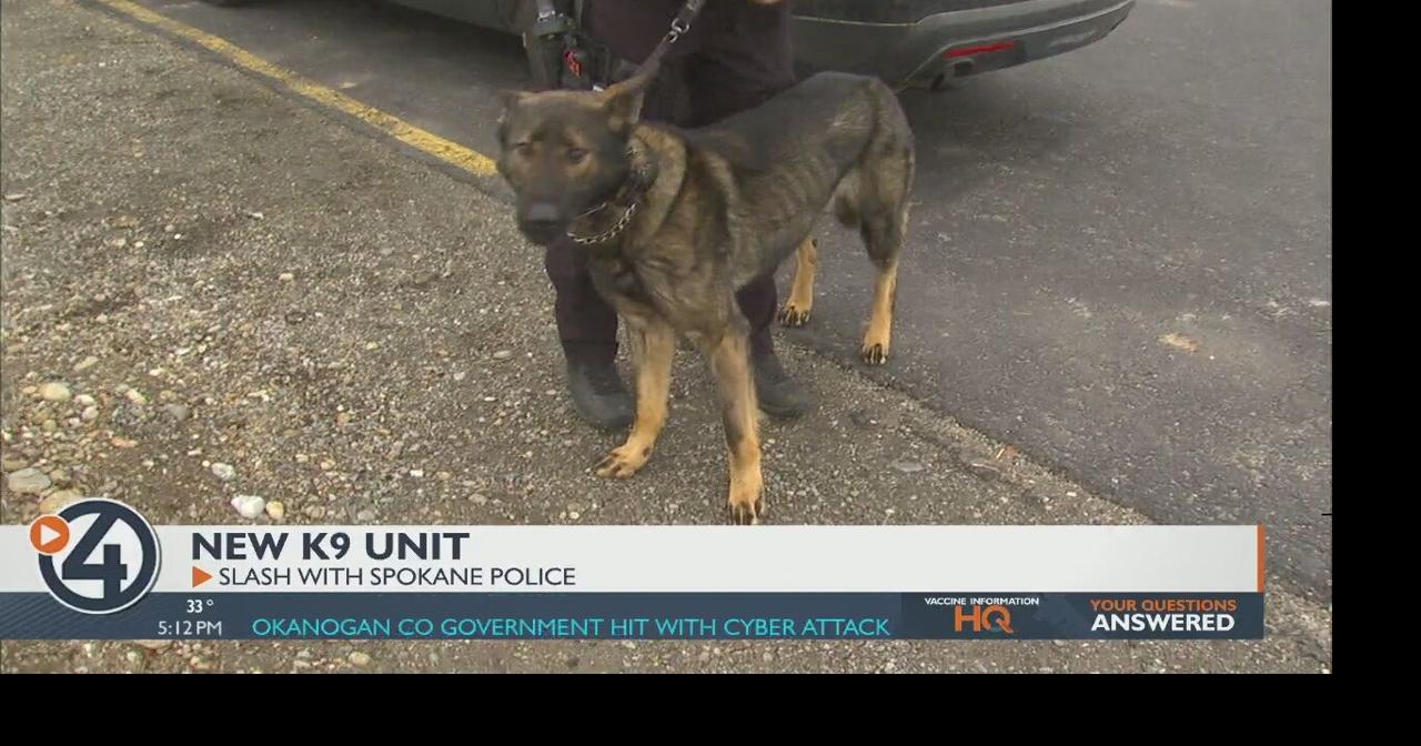 Meet Slash! The newest Spokane Police K9 | Crime | kxly.com