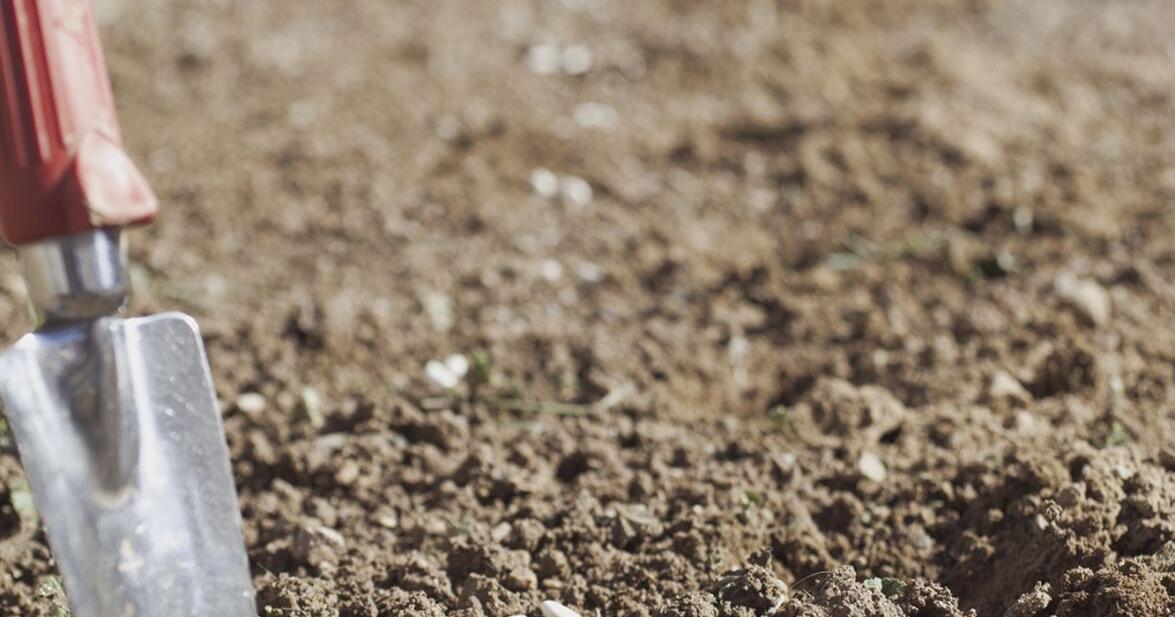 What to know about reseeding or replanting your lawn | Home Improvement | laconiadailysun.com