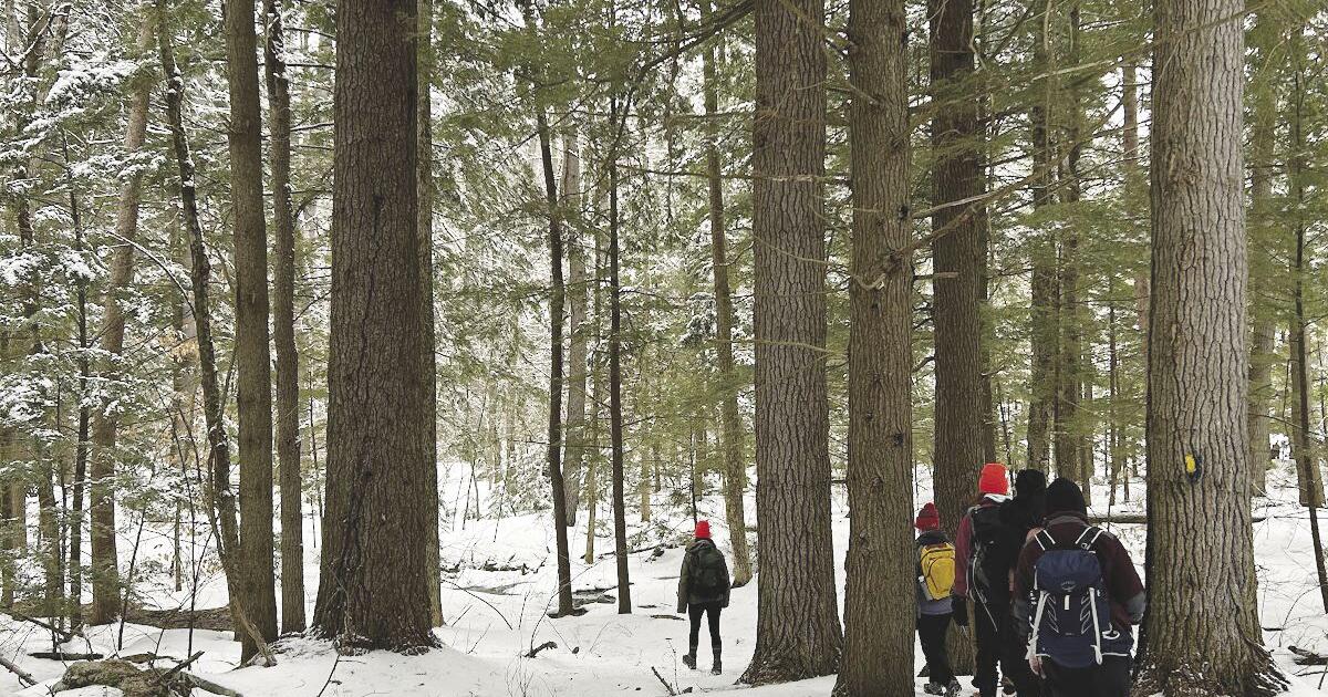Learn to identify trees in winter | Announcements | laconiadailysun.com