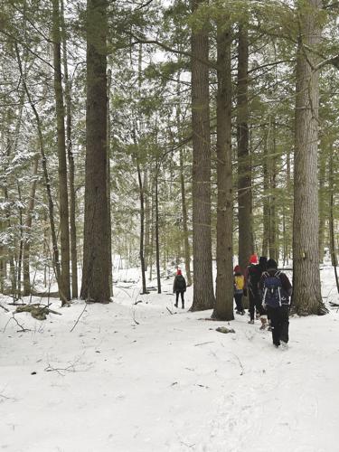 Learn to identify trees in winter | Announcements | laconiadailysun.com