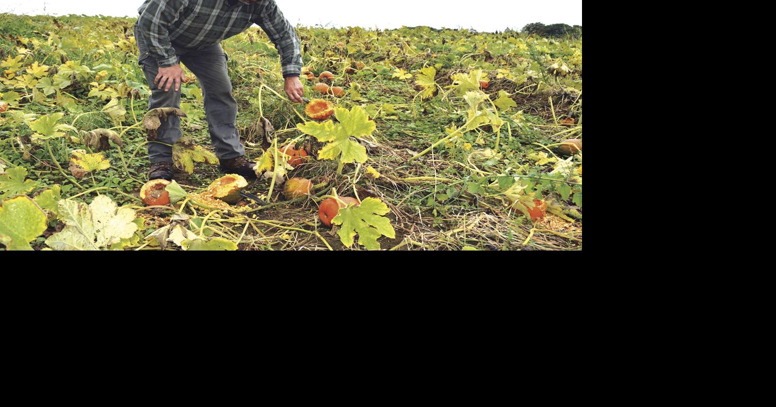 Rodent overpopulation can be bad news for homeowners | Local News ...
