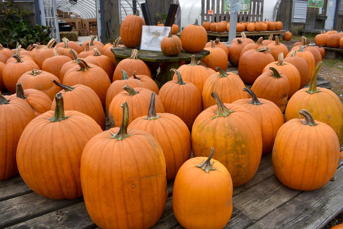 Uncle Pumpkin needs you | Local News | laconiadailysun.com