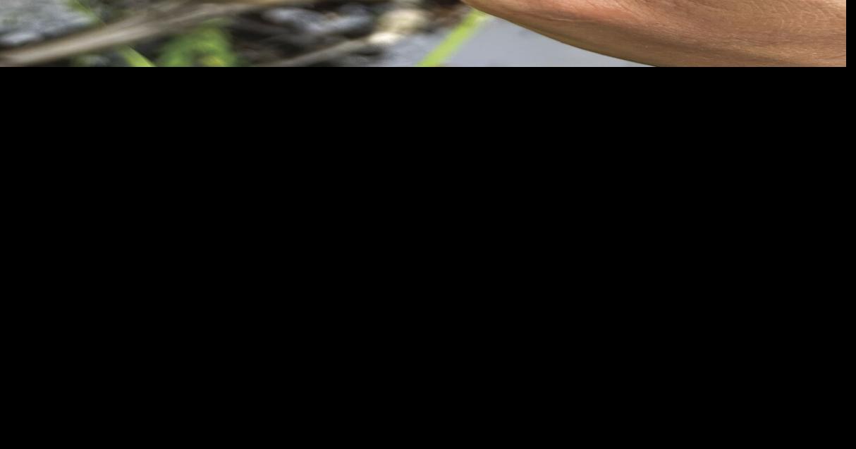 Creepy Crawlies at Whitten Woods | Announcements | laconiadailysun.com