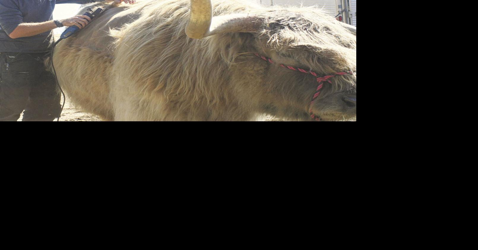 The cow spa is open | Outdoors | laconiadailysun.com