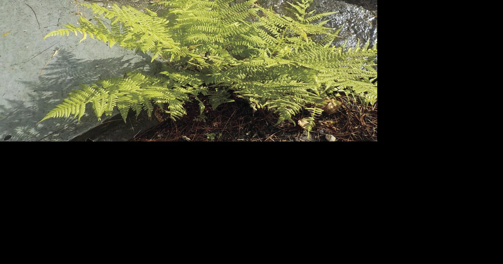 Is it time to include ferns in your garden? | Home Improvement ...