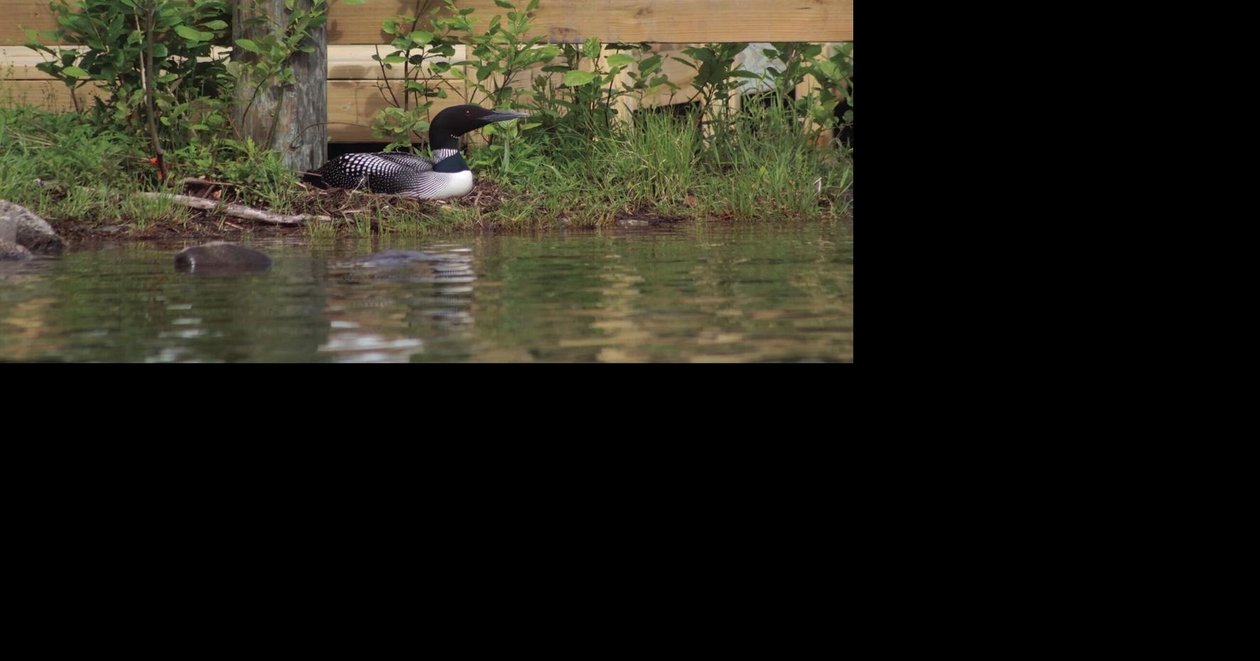 Early loon census results show population to be ‘far under ...