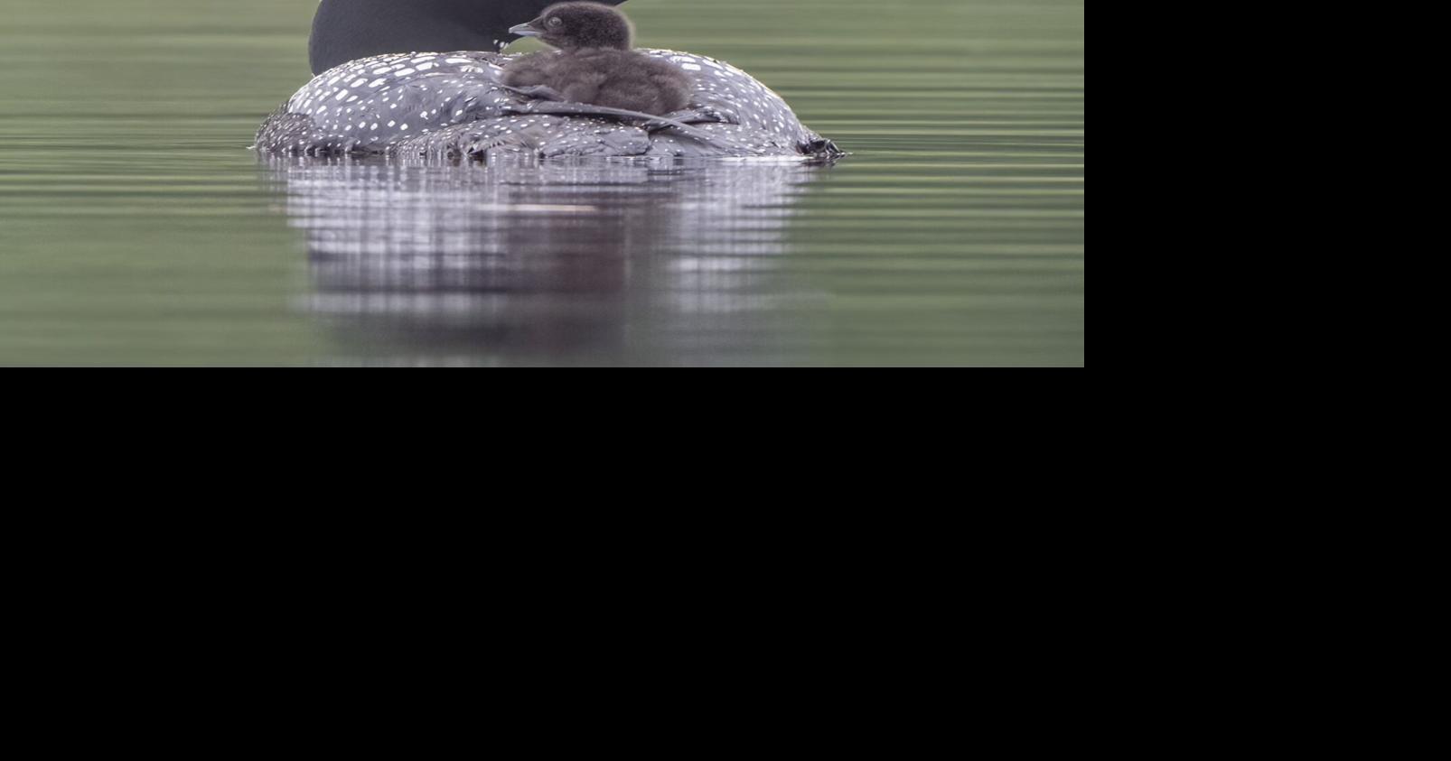 Loon pair adopts third chick, a rare occurrence | Local News ...
