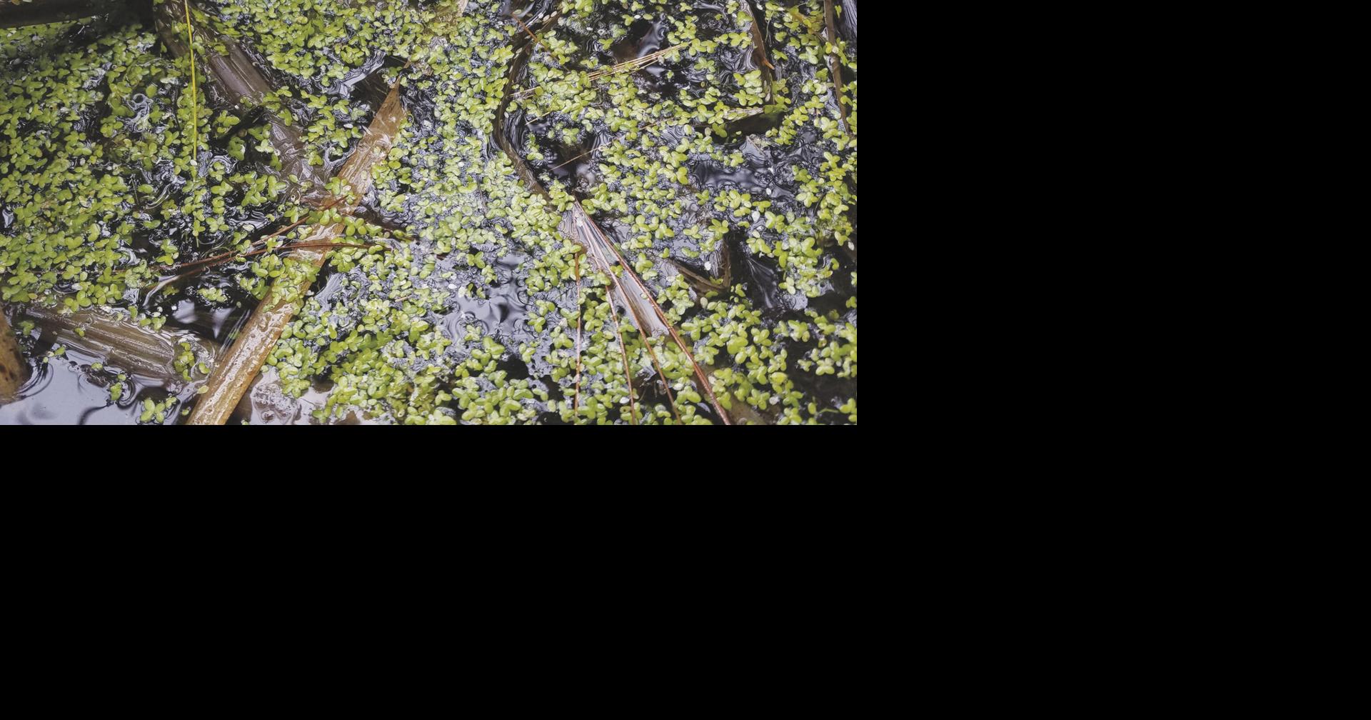 New Hampshire Agricultural Experiment Station scientists work to ...